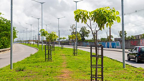 Braskem Principal - Braskem is planting more than 1,800 trees in Maceió